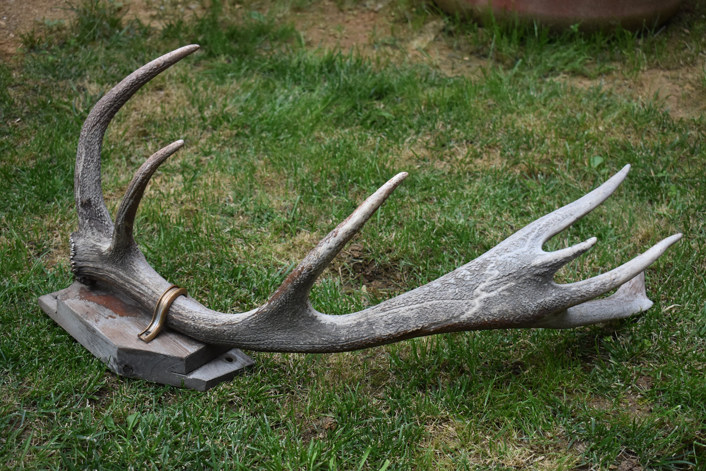 Big Antler Authentic Deer Antler Antique Antler Vintage | Etsy