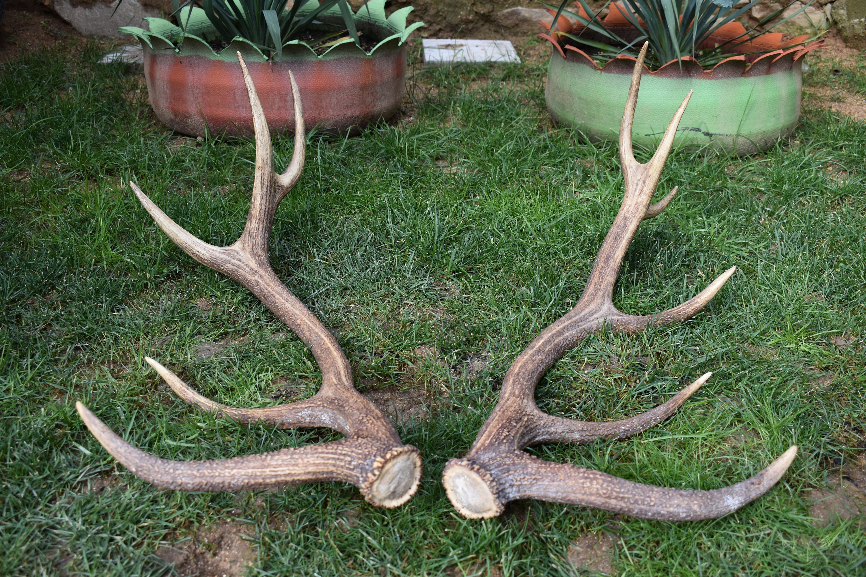 Pair of Antlers Big Antlers Authentic Antlers Vintage - Etsy