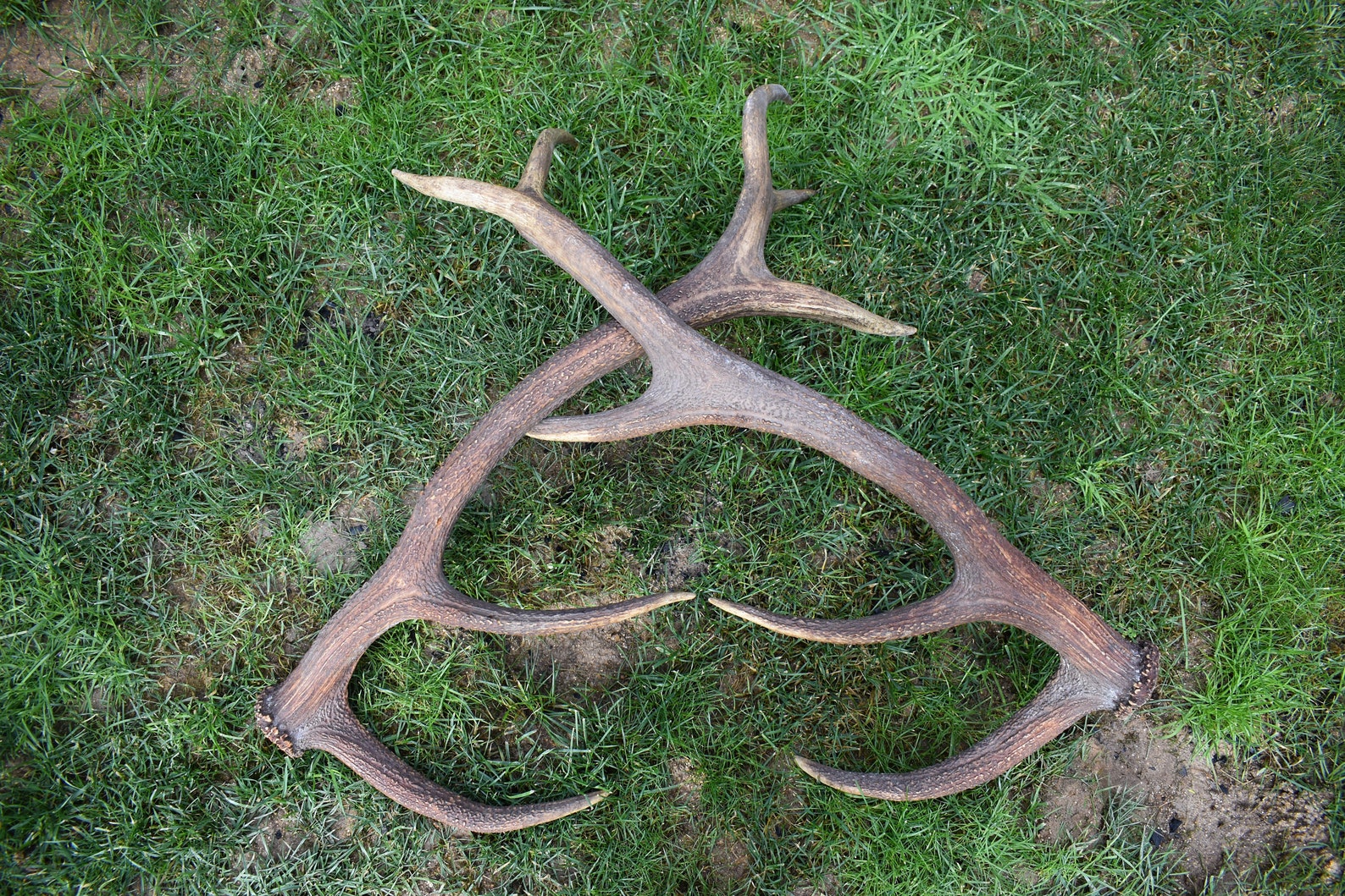 Pair of Antlers Big Antlers Authentic Antlers Vintage - Etsy