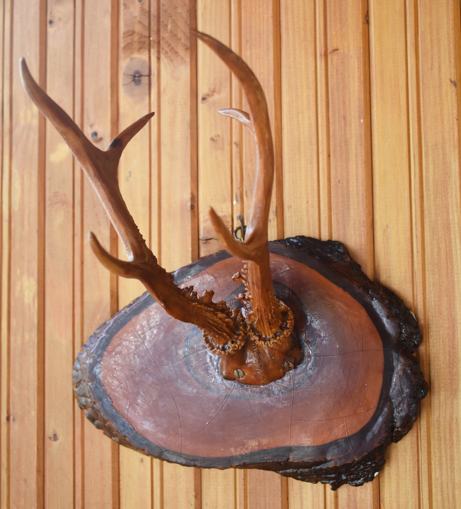 Roe deer horns Natural horns True roe deer horns Natural | Etsy