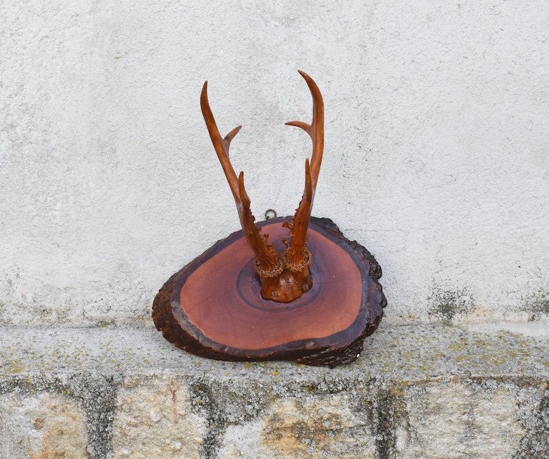 Roe Deer Horns Natural Horns True Roe Deer Horns Natural - Etsy