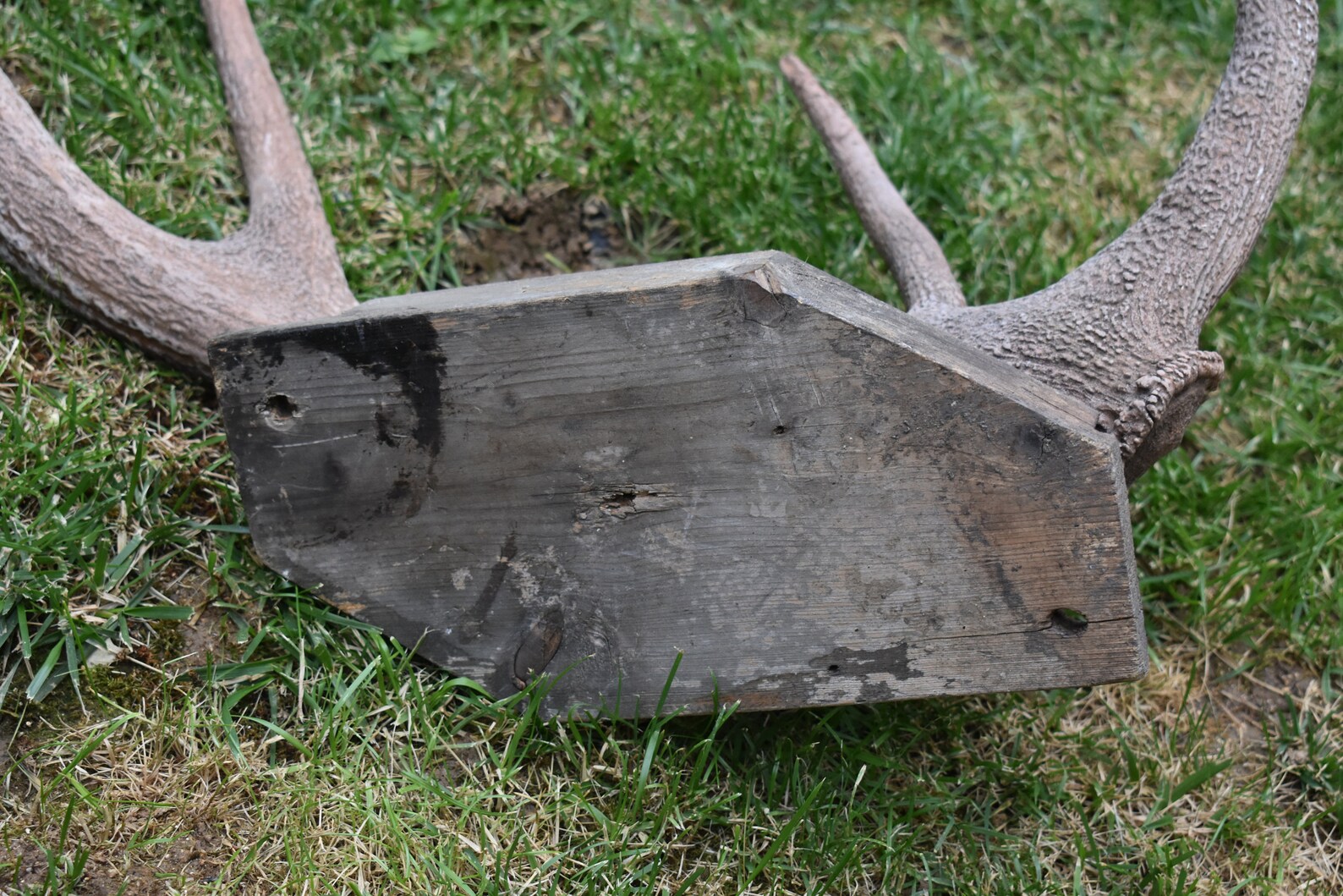 Big Antler Authentic Deer Antler Antique Antler Vintage | Etsy