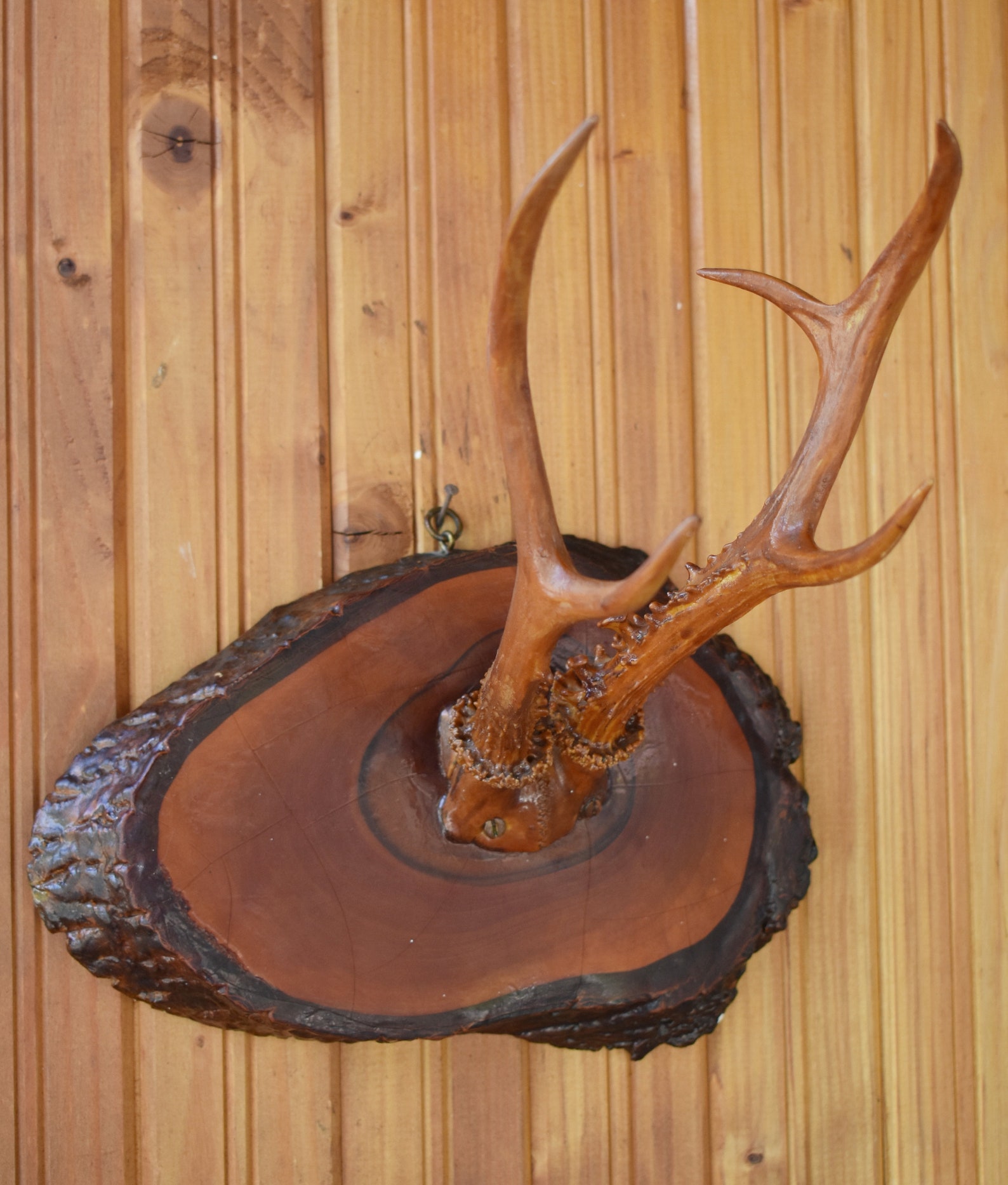 Roe deer horns Natural horns True roe deer horns Natural | Etsy