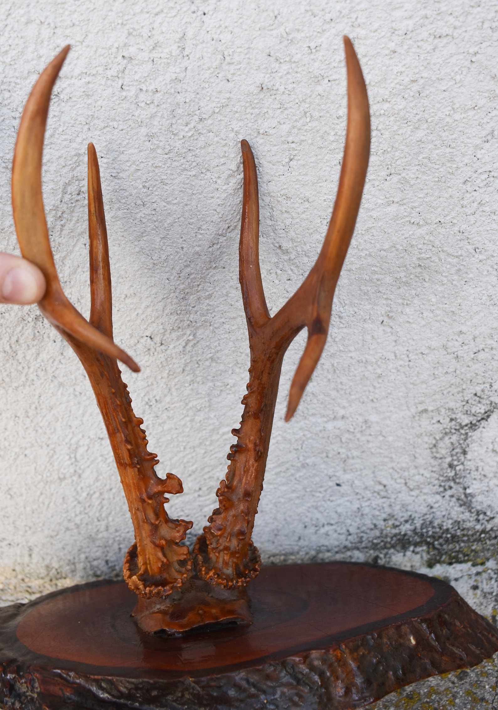 Roe Deer Horns Natural Horns True Roe Deer Horns Natural - Etsy