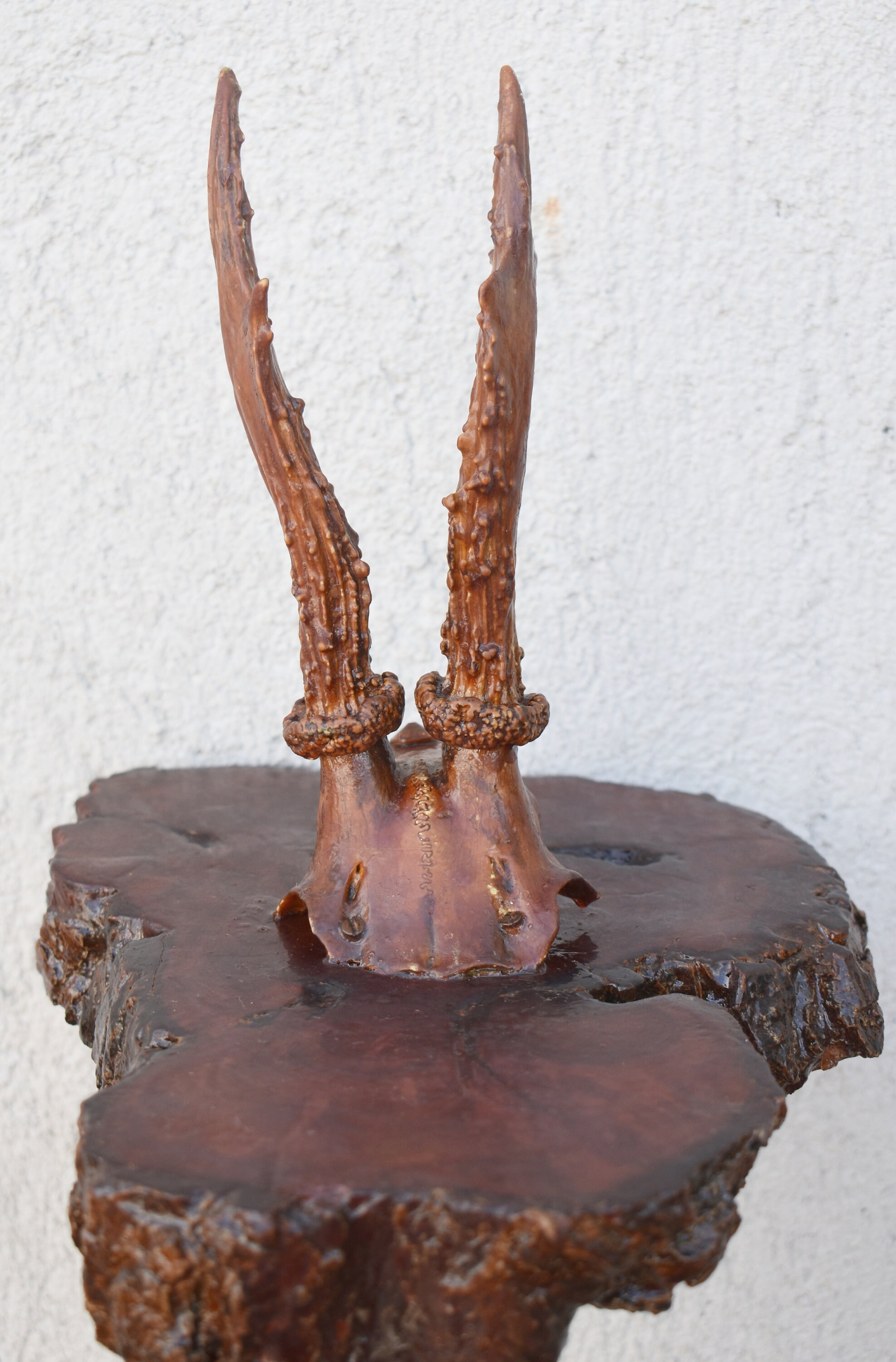 Roe Deer Horns Natural Horns True Roe Deer Horns Natural - Etsy