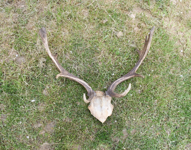 Antique Deer Horns Vintage Deer Horns Natural Deer Horn | Etsy