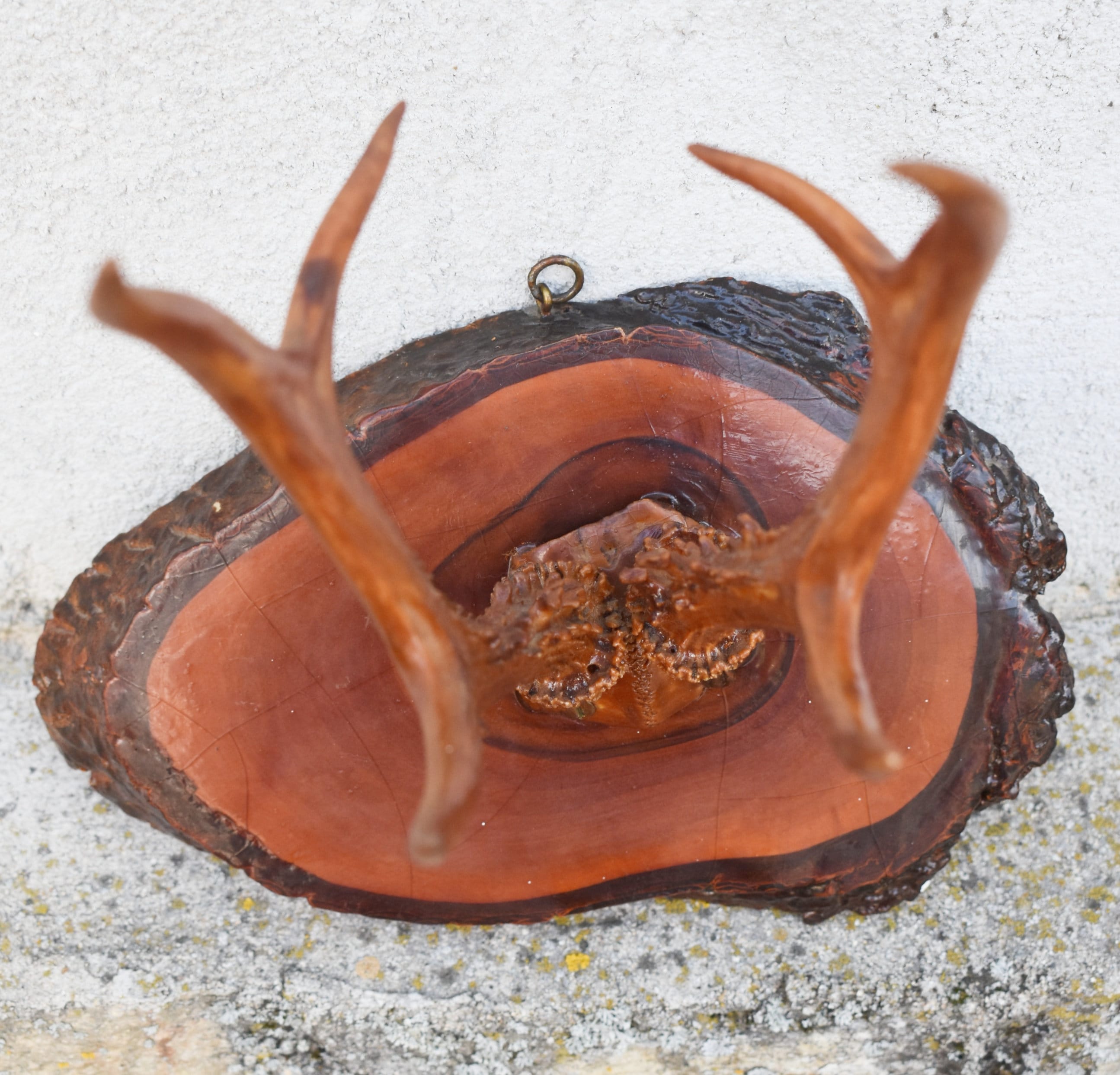 Roe deer horns Natural horns True roe deer horns Natural | Etsy