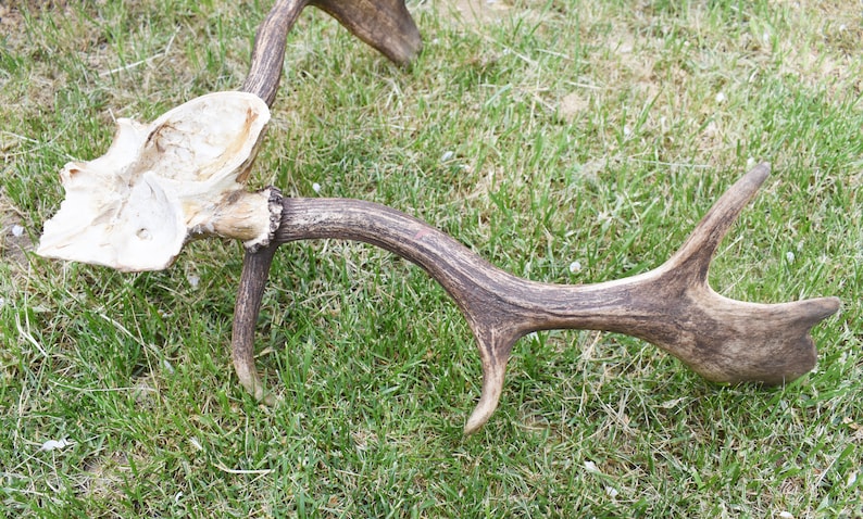 Antique Deer Horns Vintage Deer Horns Natural Deer Horn | Etsy