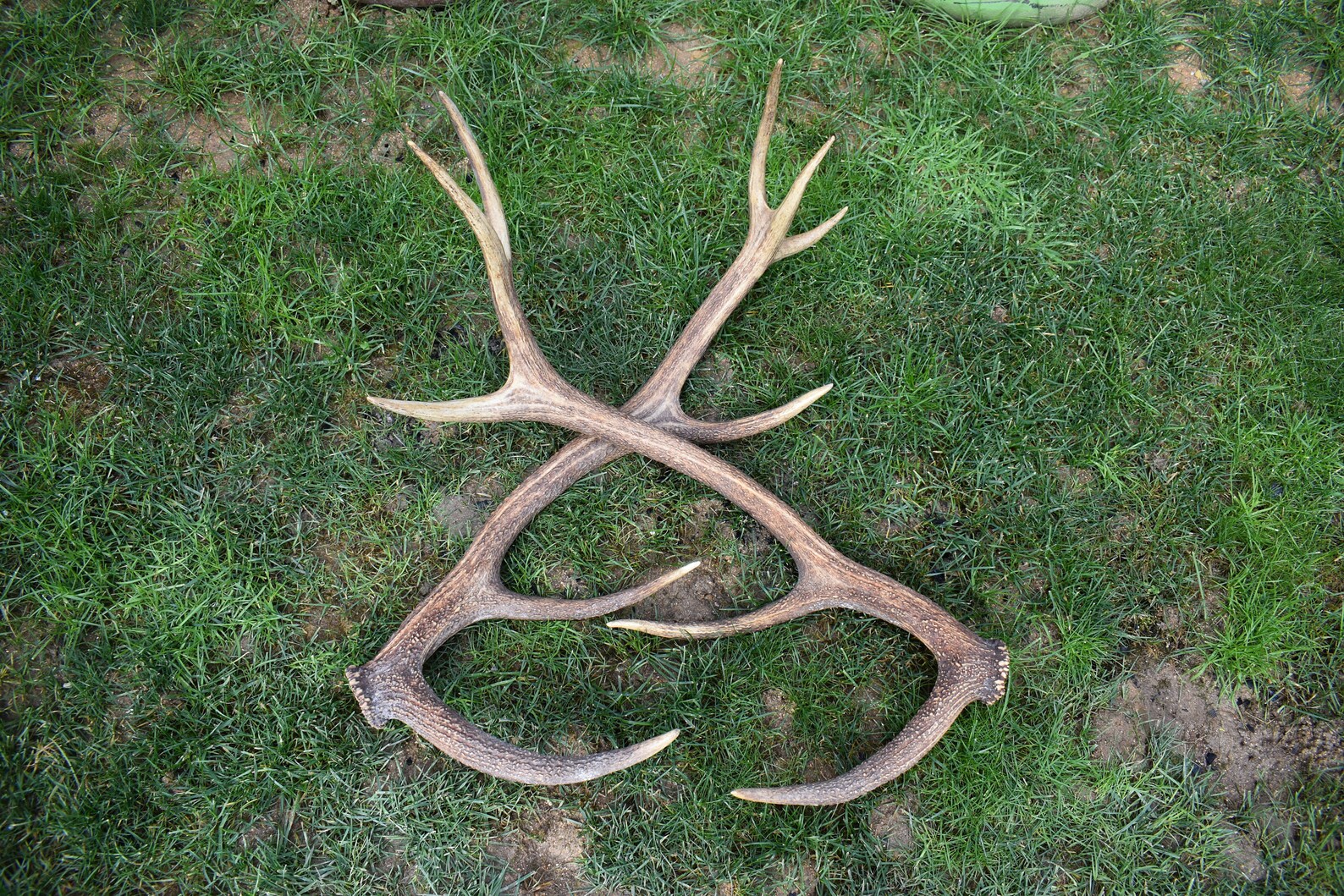 Pair of Antlers Big Antlers Authentic Antlers Vintage - Etsy