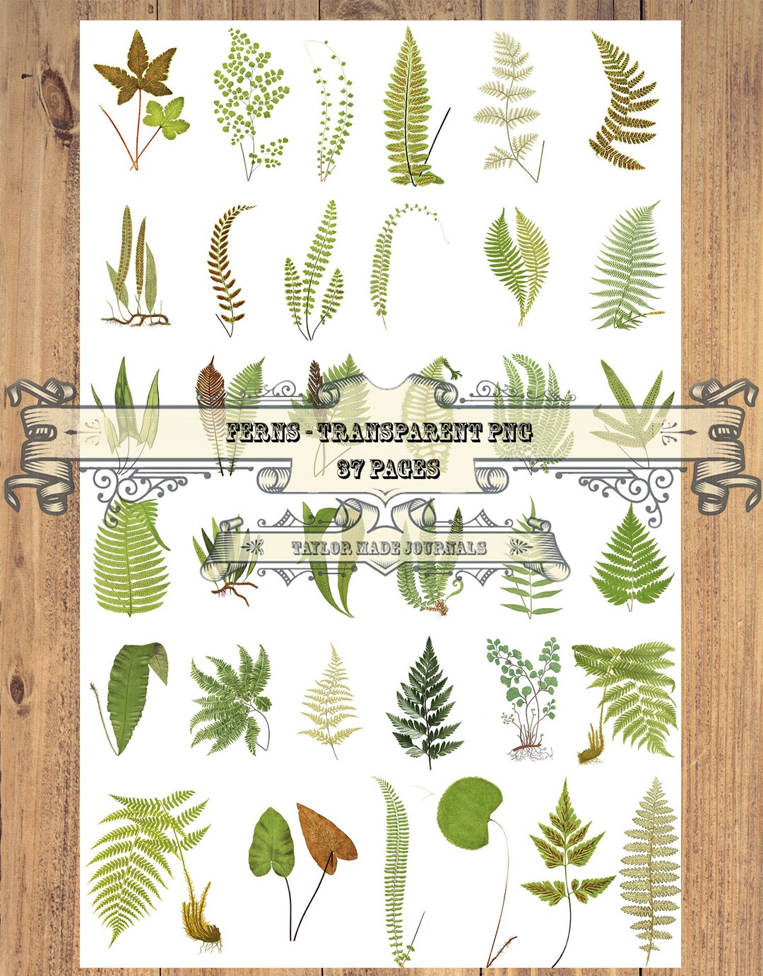 Ferns Png's, Set 1 -37 Png's,junk Journal Kit, Ferns Clip Art, Digital ...