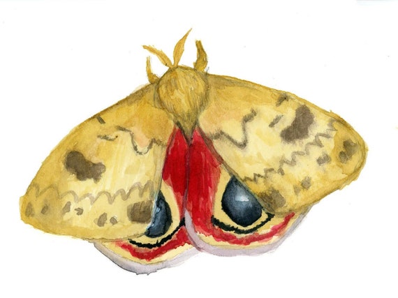 Watercolor IO Moth Giclee Print | Etsy