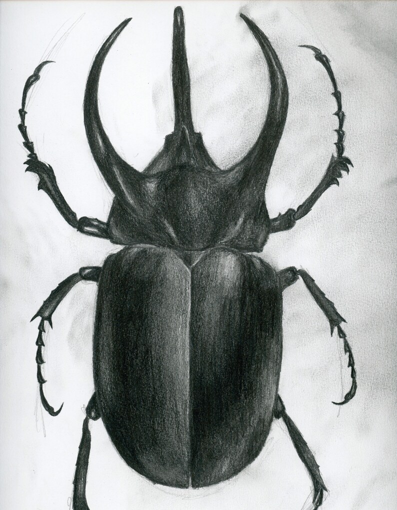 Chalcosoma Atlas Sketch Atlas Beetle graphite drawing | Etsy
