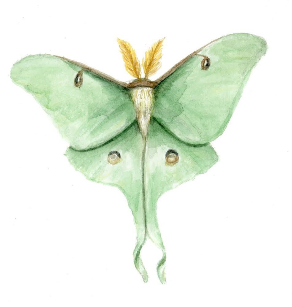 Watercolor Luna Moth Giclee Print - Etsy UK