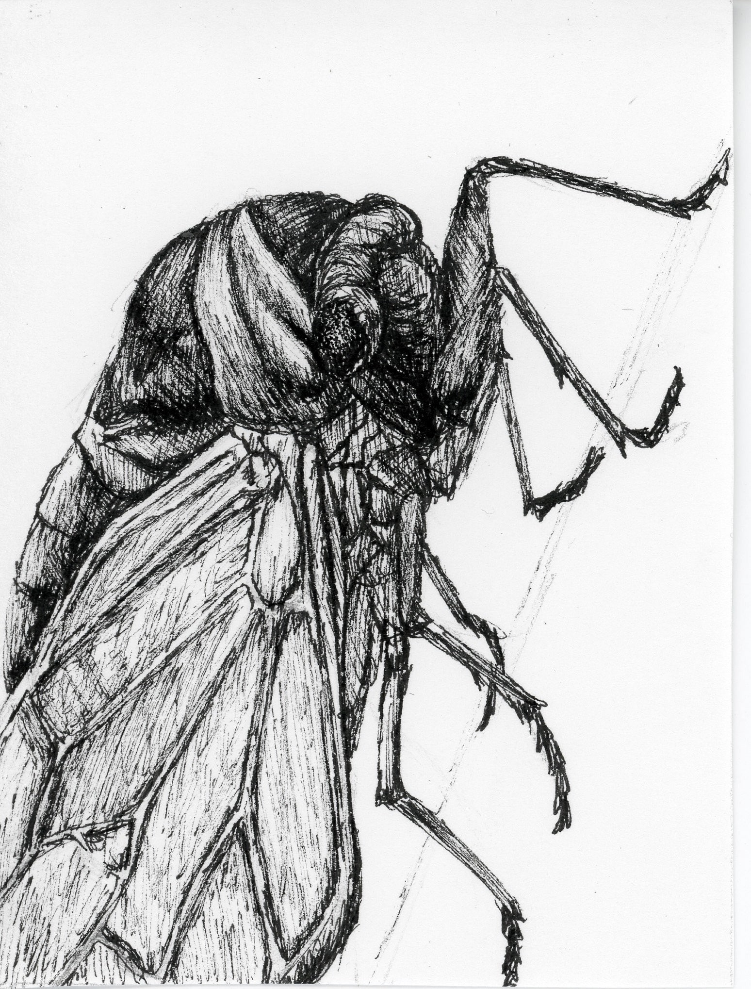 Cicada Drawing in Thrifted Frame - Etsy