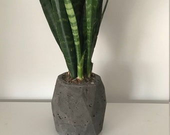 Cactus planter | Etsy