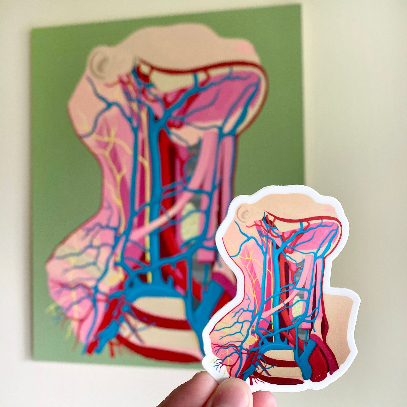 Torso Neck Anatomy | Anatomical Vinyl Sticker | Medical Art | Muscular ...