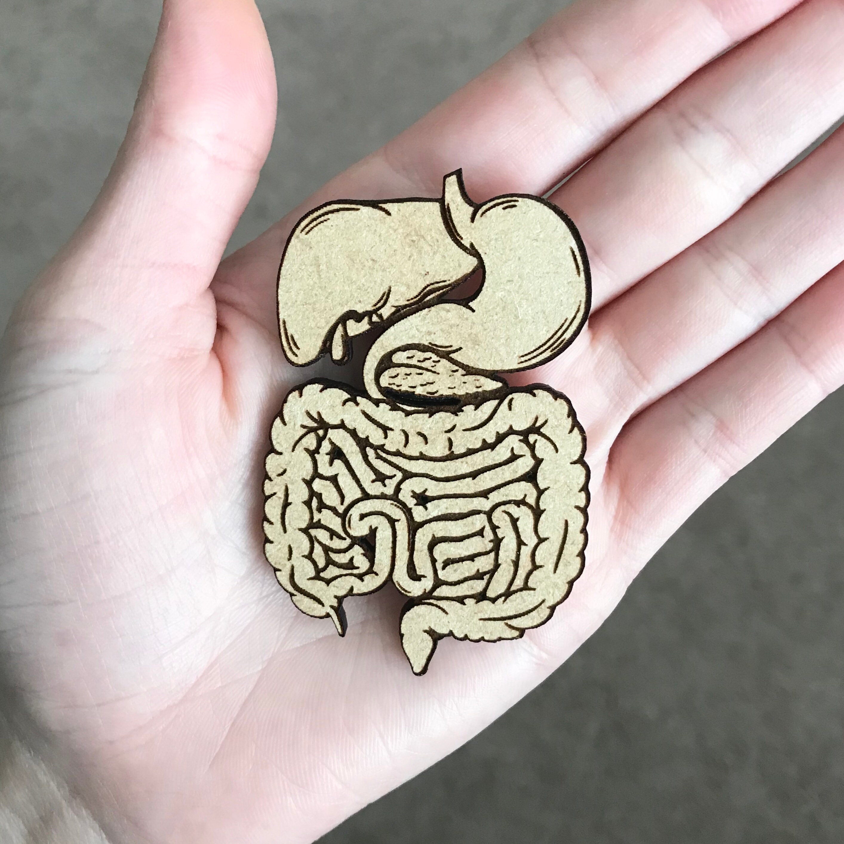 Anatomical Digestive System Pin or Magnet Laser Cut Wood | Etsy