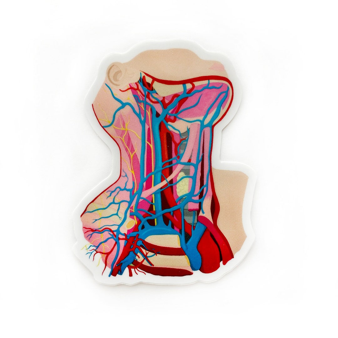 Torso Neck Anatomy | Anatomical Vinyl Sticker | Medical Art | Muscular ...