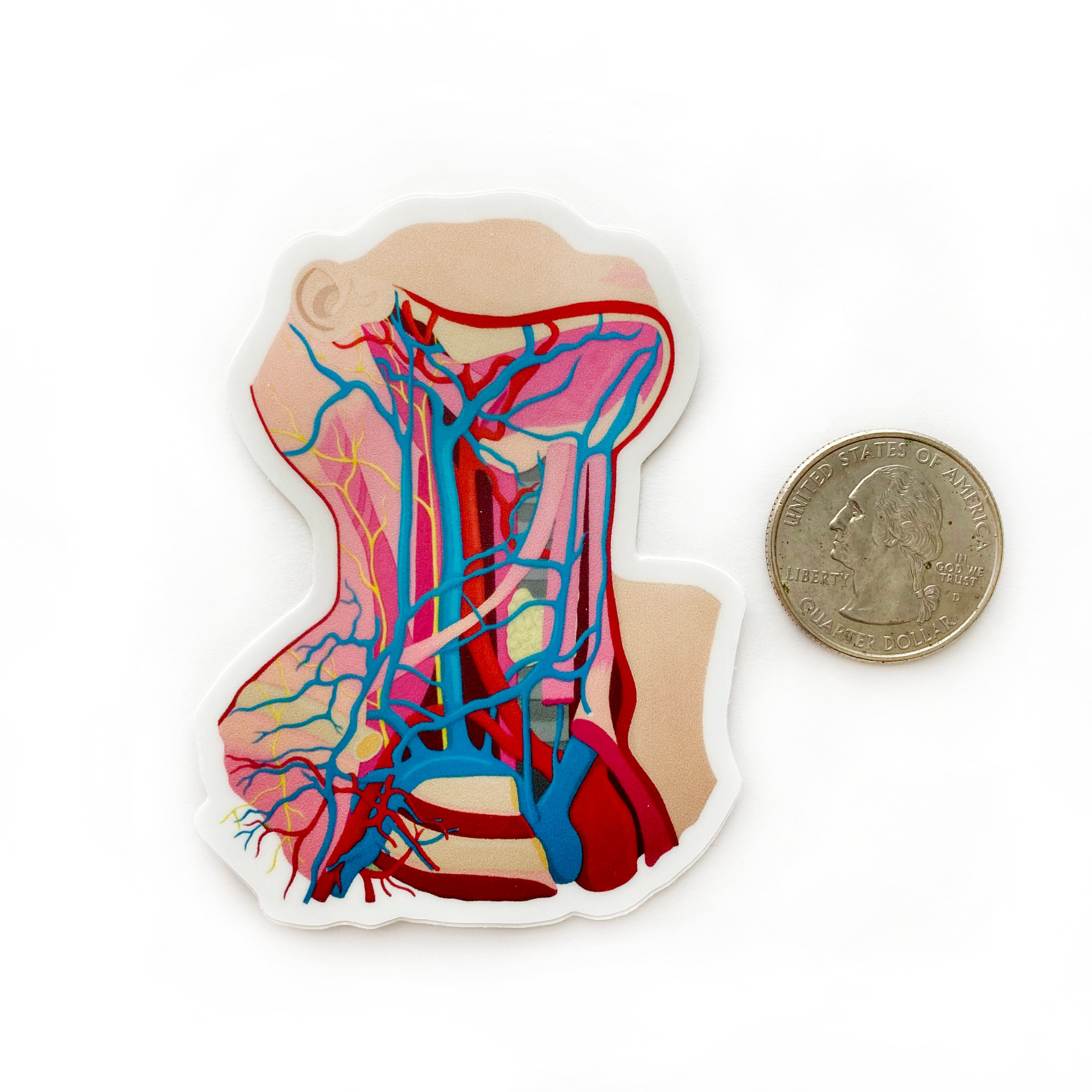 Torso Neck Anatomy | Anatomical Vinyl Sticker | Medical Art | Muscular ...