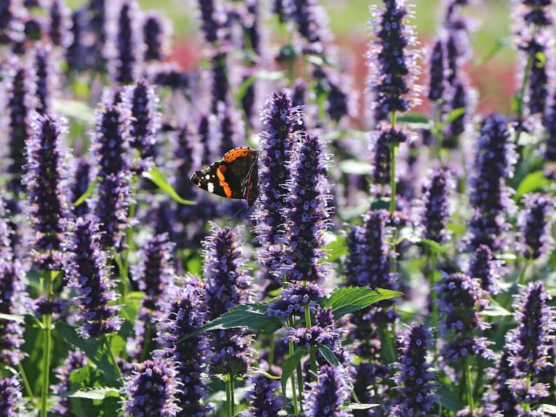 Black Adder Agastache Butterfly Bush Lilac Shrub Live Plant - Etsy