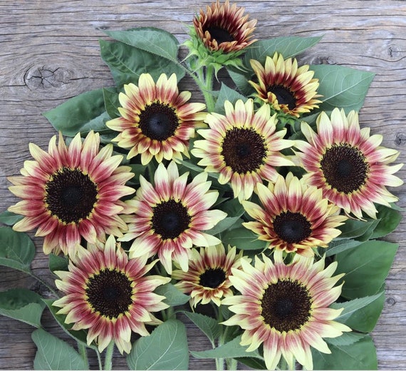 Ruby Eclipse Sunflower