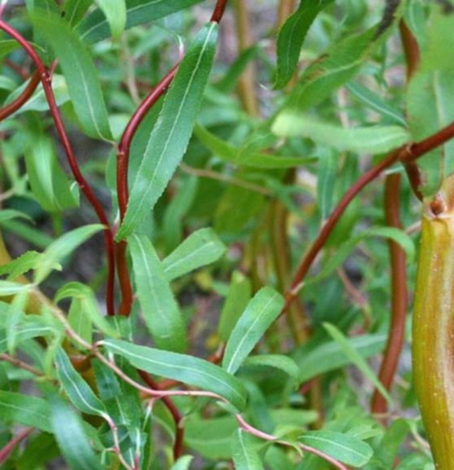 Scarlet Red Curly Willow Tree Live Plants Rare Gardening and | Etsy