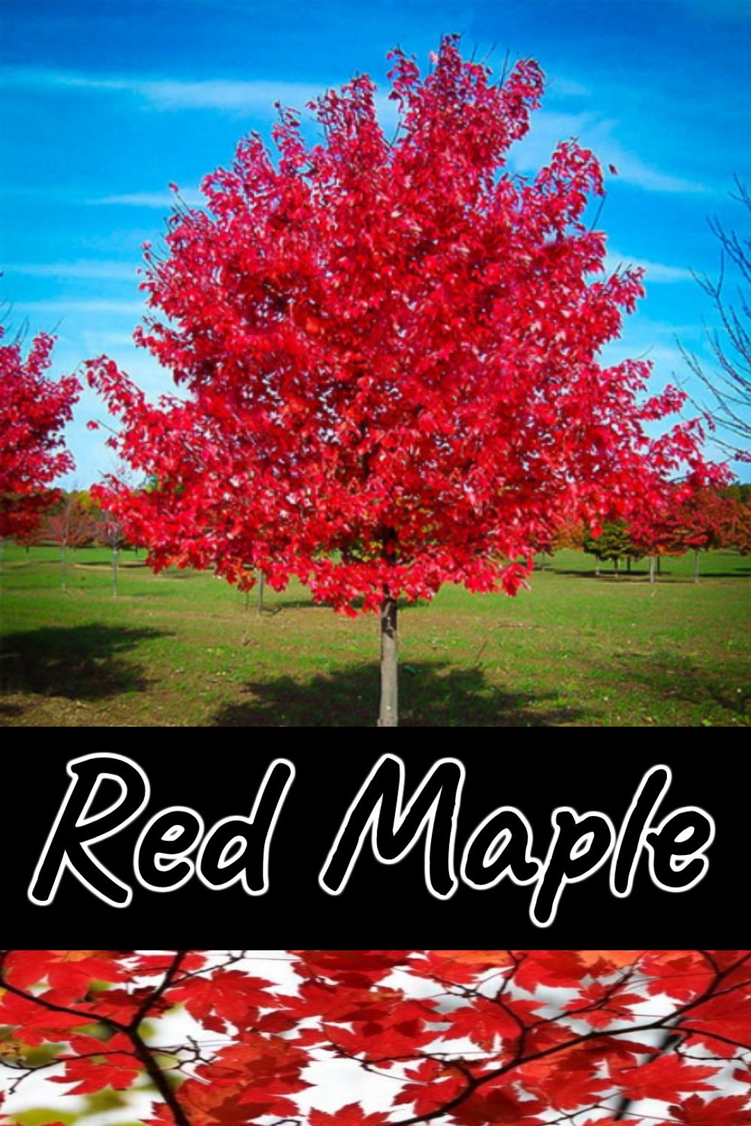 TWO (2) Red Maple Tree Live Plant 1-2' Seedling Fast Growing Trees - Etsy