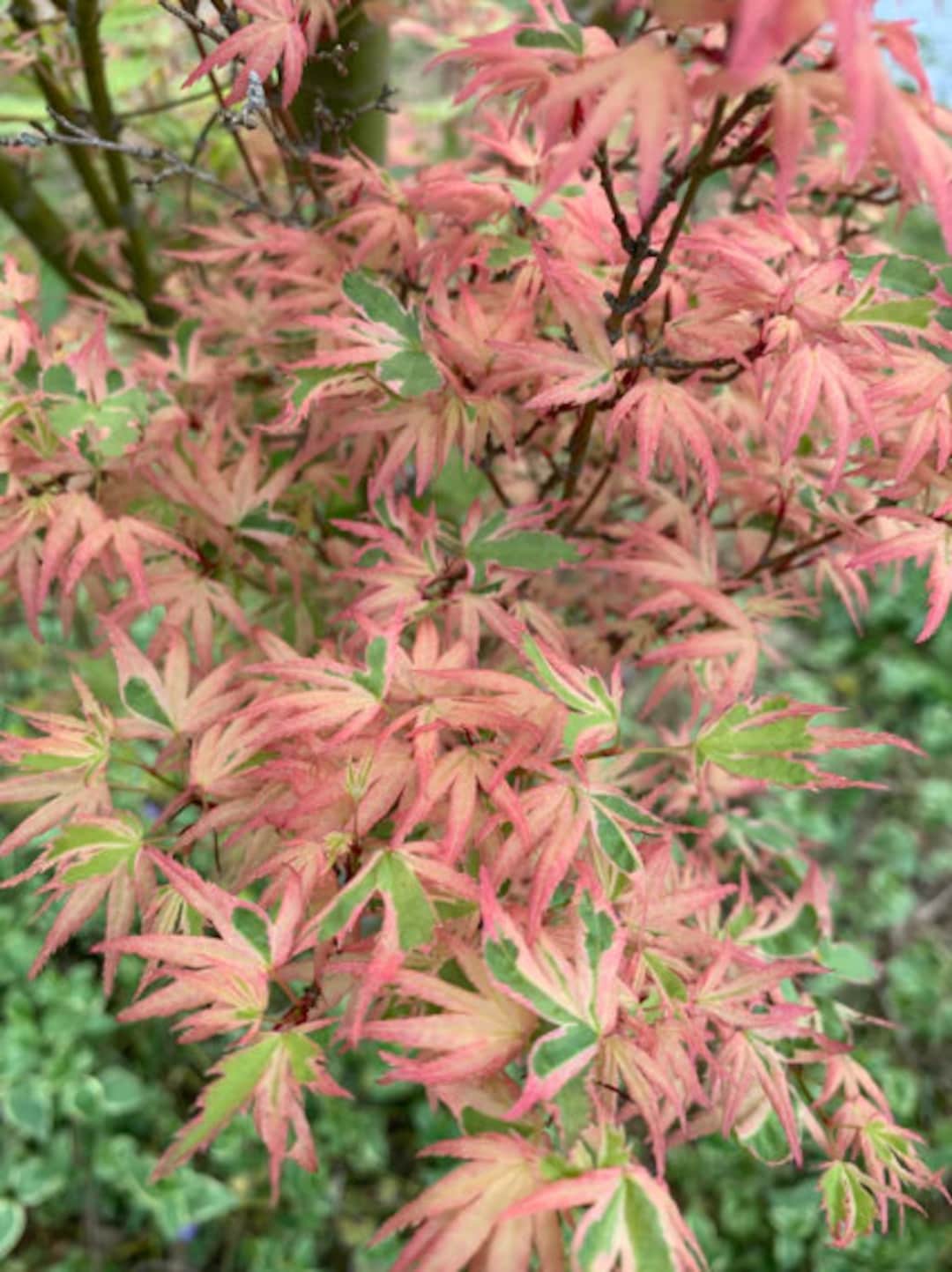Butterfly Pink Variegated Acer Palmatum Japanese Maple Tree Cuttings ...