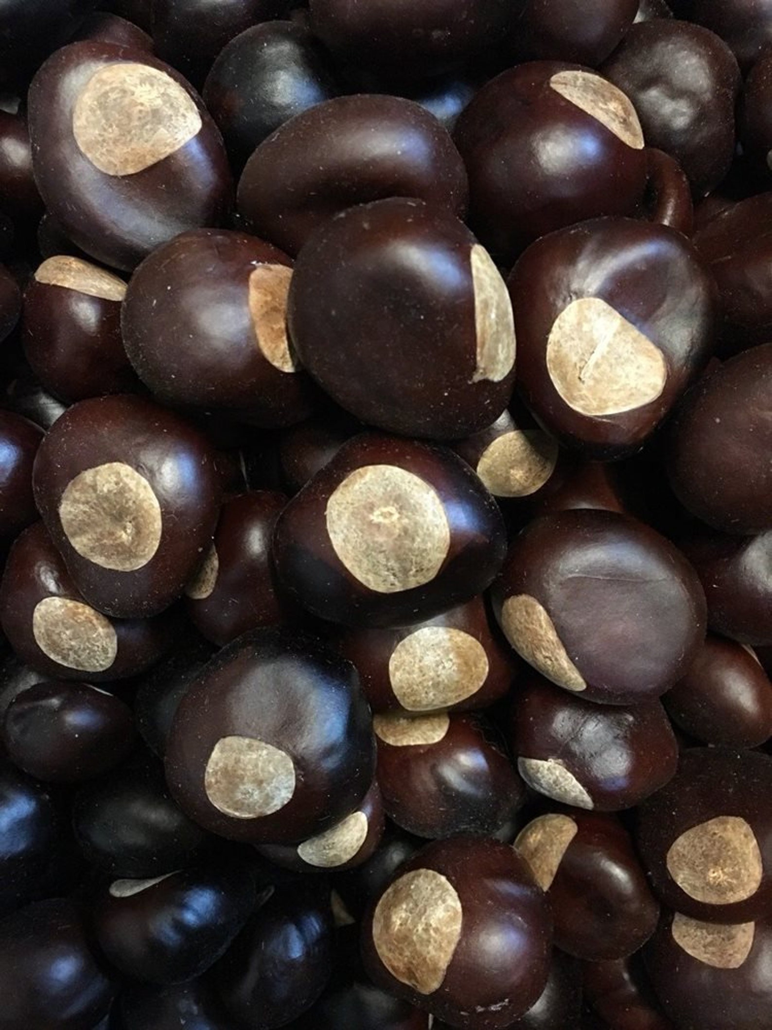 10 BUCKEYE Tree Seeds Ohio State Buckeyes Trees Fresh Seed - Etsy