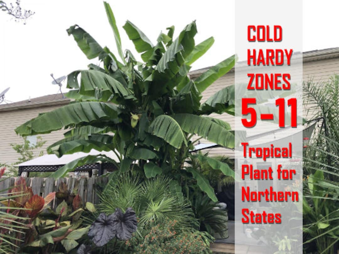 Cold Hardy Banana Tree Muso Basjoo Live Plant Seedling Ships 2024 Fast ...