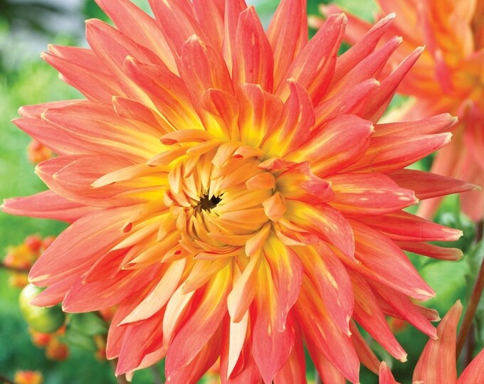 Motto Multi Color Dahlia Flower Plant Bulbs Perennial Flowers Live ...