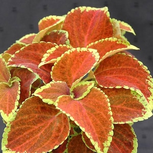 SUPER SALE 5 Pack Coleus Mixed Pack Alabama Sunset, Florida Sunrose ...