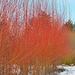 Flame Willow Tree Cutting Live Plant Cuttings No Roots Fast Growing ...
