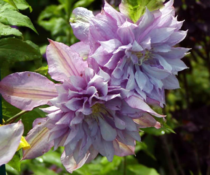 Clematis Proteus Vine Live Plants Flowers House Plant Perennial - Etsy