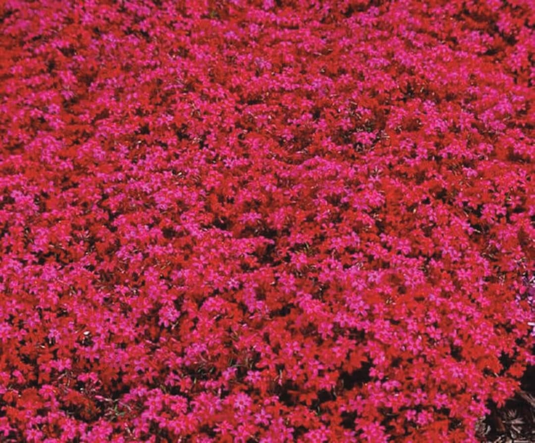 SUPER SALE - 5 PACK Scarlet Flame Red Creeping Phlox Flowers Periwinkle ...