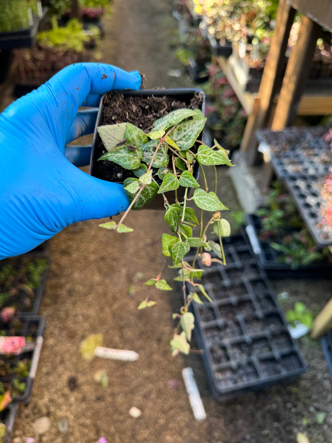 HOUSEPLANT SALE - String of Arrows Plant Live in Pot Perfect Gift House ...