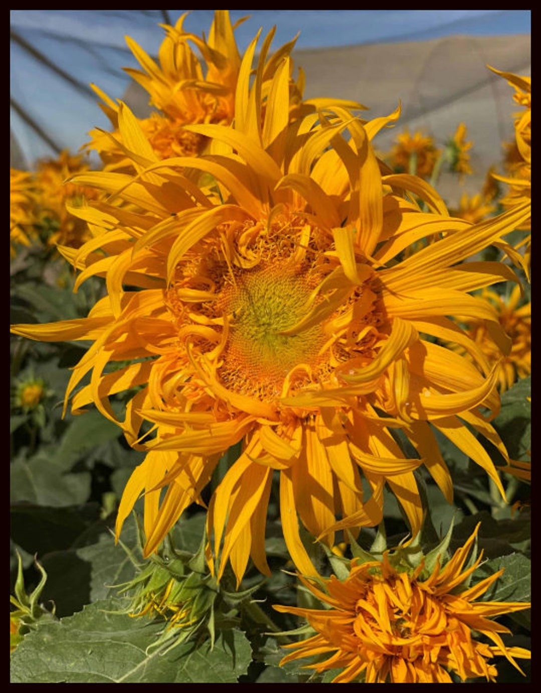 Just Crazy Sunflower Seeds Rare Sun Flower Seeds - Etsy