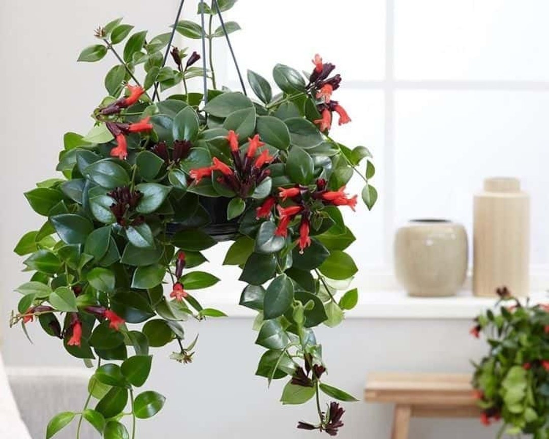 Red Lipstick Vine Plant - Etsy