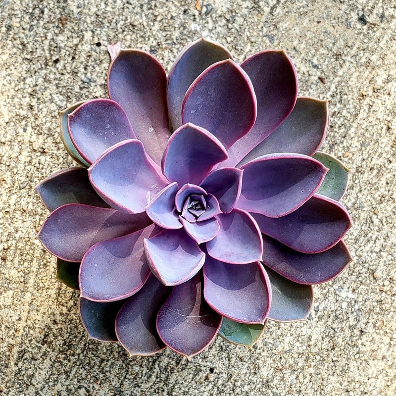 Purple Succulents - Etsy