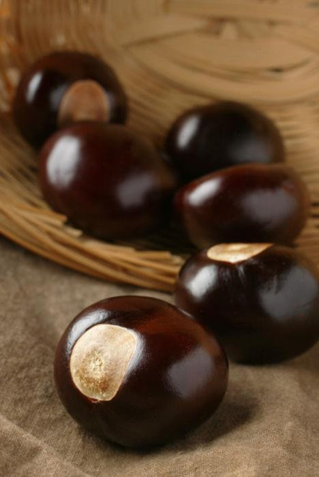 10 BUCKEYE Tree Seeds Ohio State Buckeyes Trees Fresh Seed 2024 - Etsy