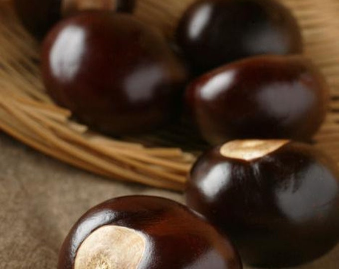 10 BUCKEYE Tree Seeds Ohio State Buckeyes Trees Fresh Seed 2024 - Etsy