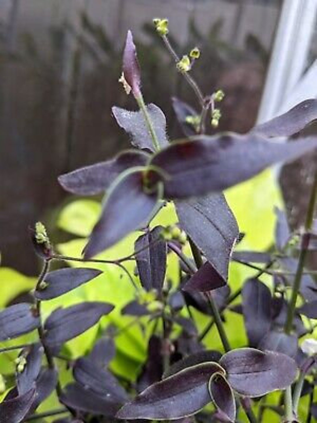 3 Cuttings Jose Puig Rare Tradescantia Plant Houseplants Live - Etsy