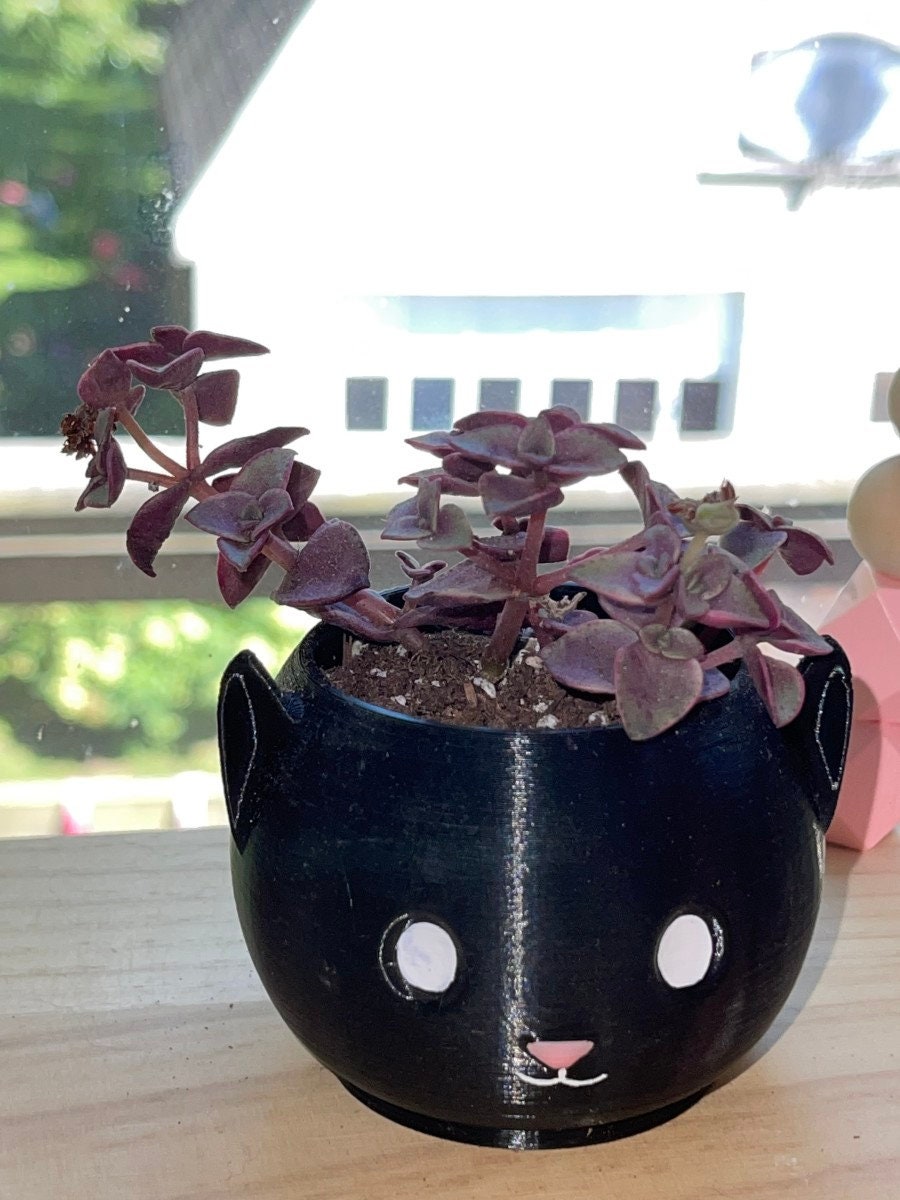 Purple Calico Kitten Houseplants Live Plant in Pot Indoor - Etsy