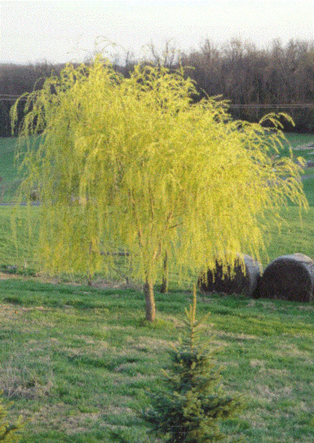Niobe Golden Weeping Willow Tree Seedling Fast Growing Trees - Etsy