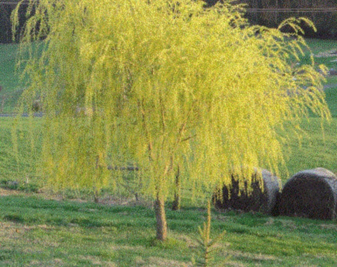 Niobe Golden Weeping Willow Tree Seedling Fast Growing Trees - Etsy