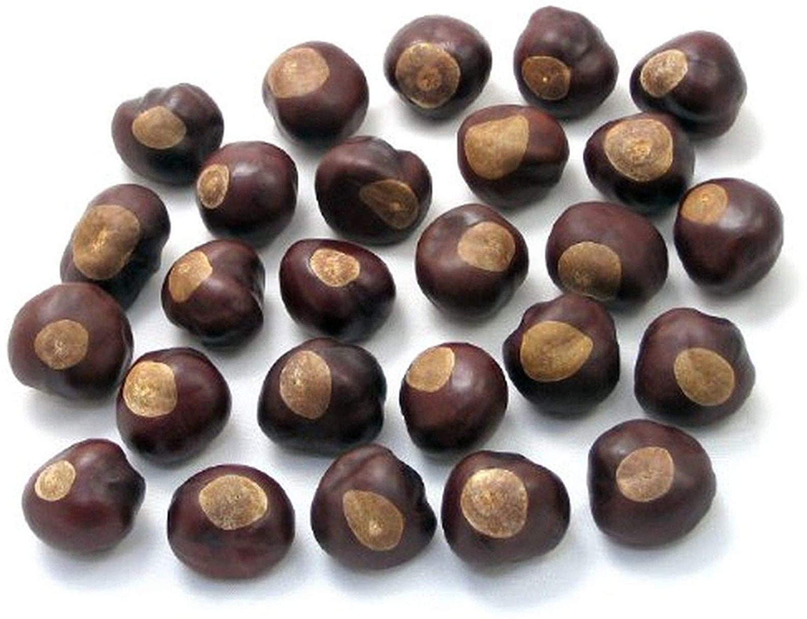 10 BUCKEYE Tree Seeds Ohio State Buckeyes Trees Fresh Seed - Etsy