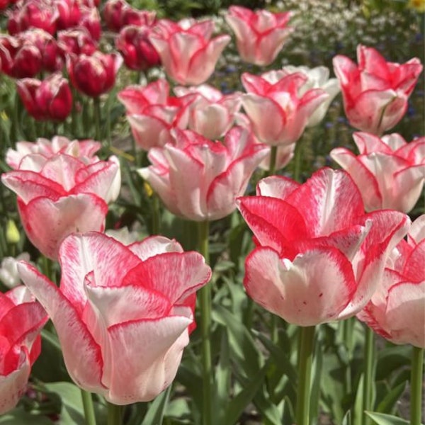 Parrot Tulips Bulbs - Etsy