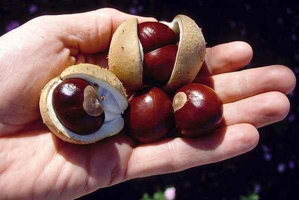 10 BUCKEYE Tree Seeds Ohio State Buckeyes Trees Fresh Seed - Etsy