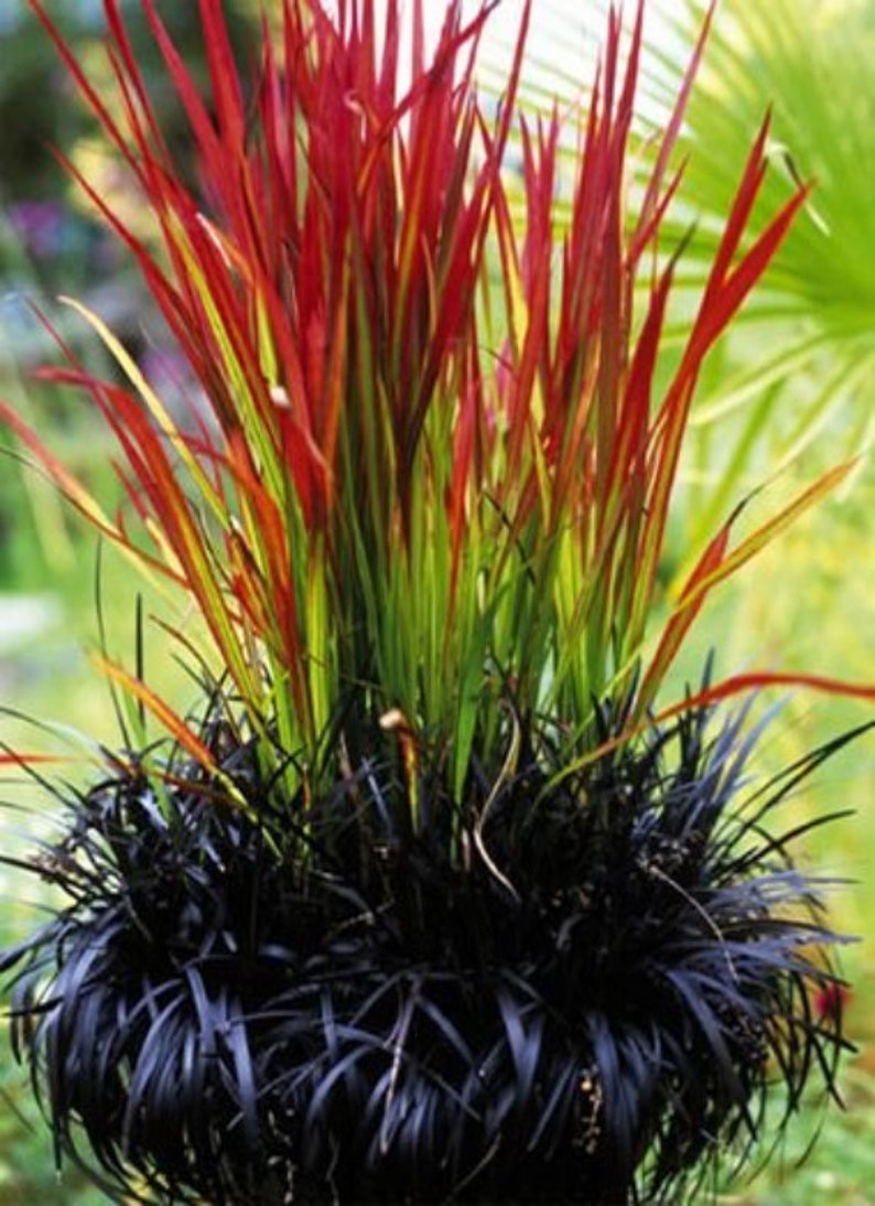 SPRING SALE - Red Baron Grass Bold Japanese Blood Grass Perennial ...