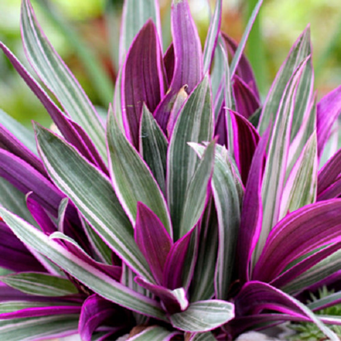 Tradescantia Spathacea Rhoeo Tricolor Houseplants Live Plant - Etsy